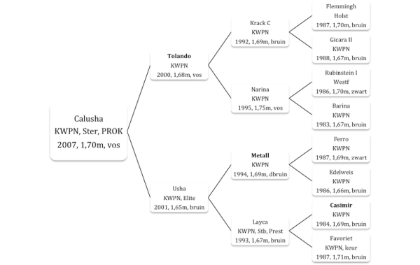 Calusha – Kinskystable